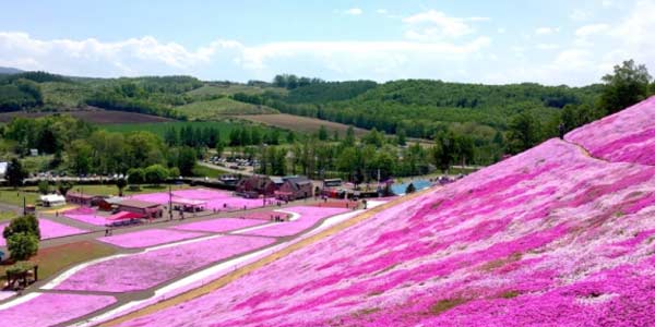 Melihat Taman Rumput Bunga Sakura