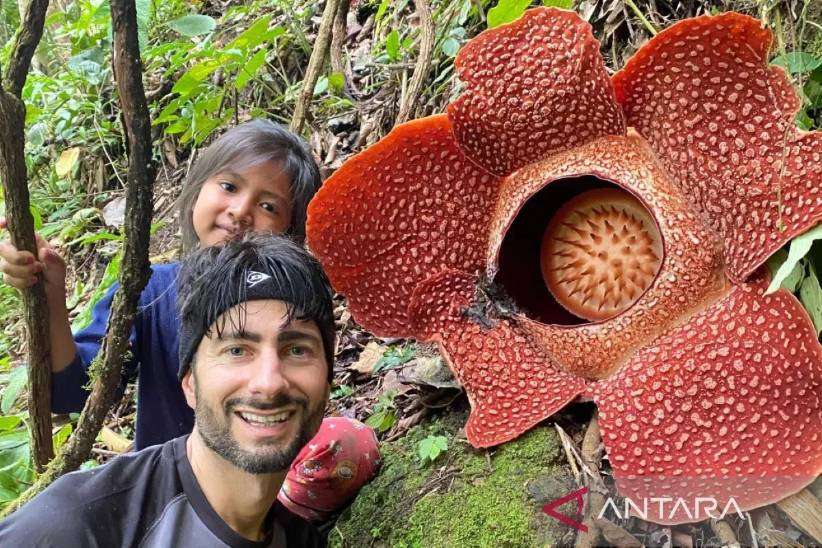 Fenomena Langka: 2 Bunga Rafflesia Arnoldii Mekar Serentak di Bengkulu